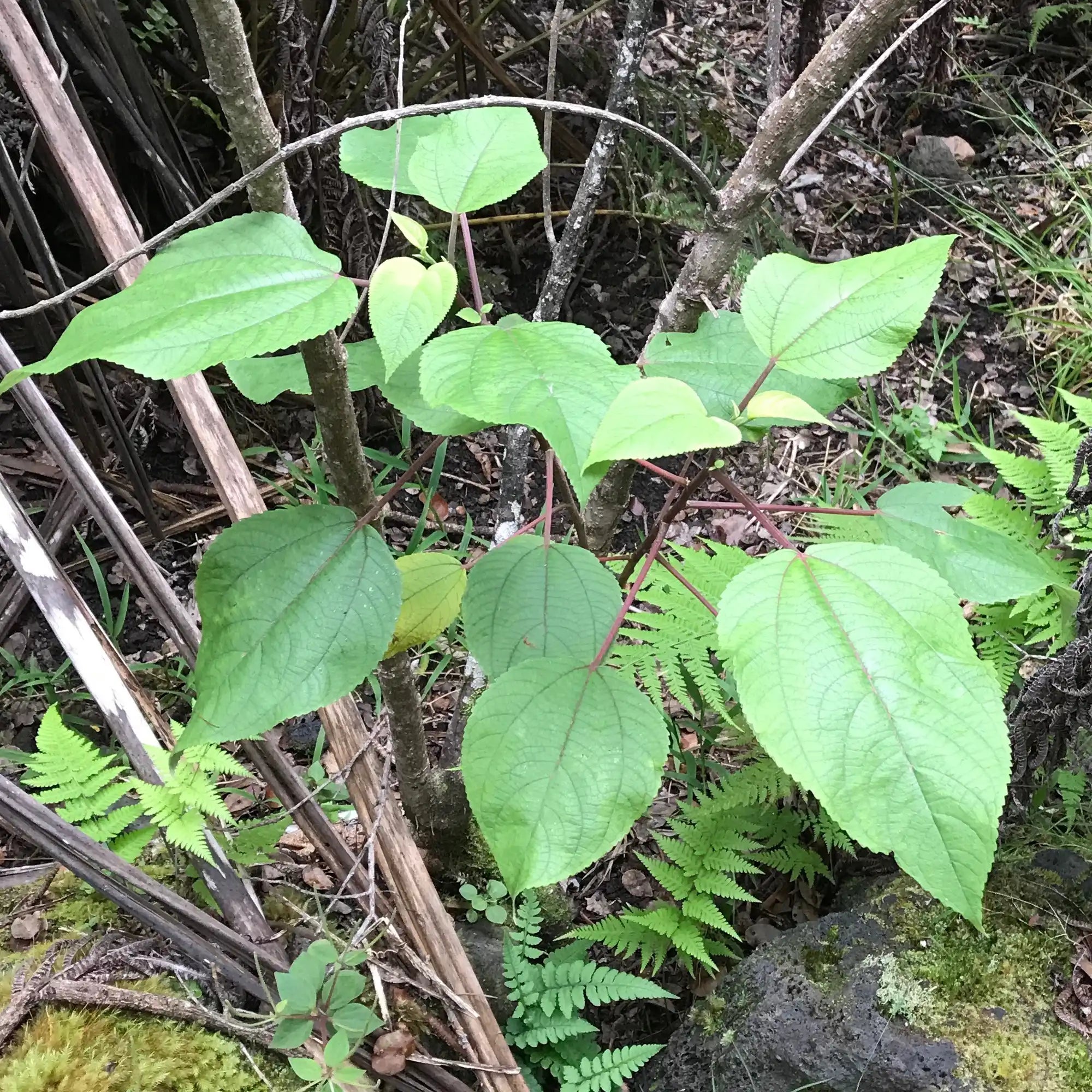 Mamaki – Hawaii Island Seed Bank